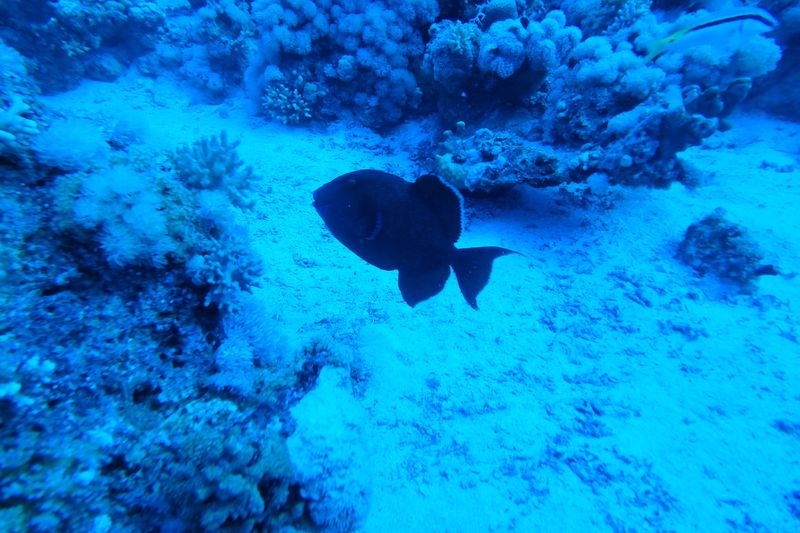 Croisière Saint-John, Jour 6 : Shaab Sharm – AbriCoCotier.fr