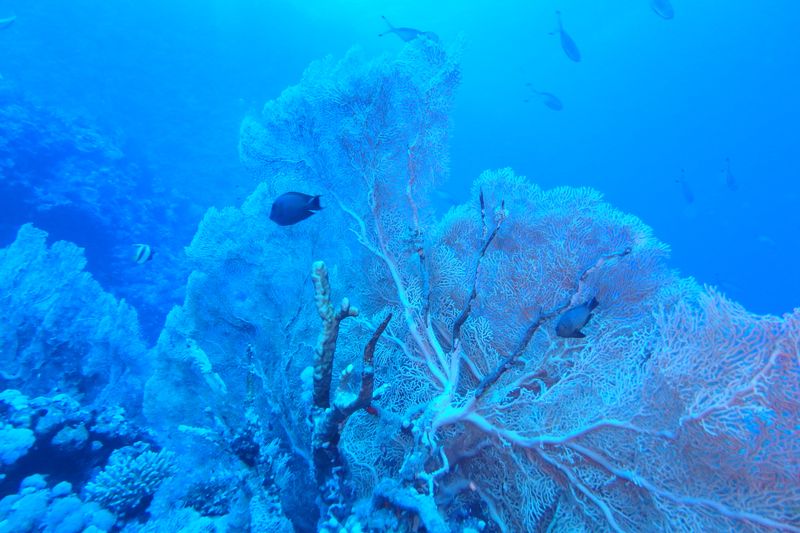 Croisière Saint-John, Jour 6 : Shaab Sharm – AbriCoCotier.fr