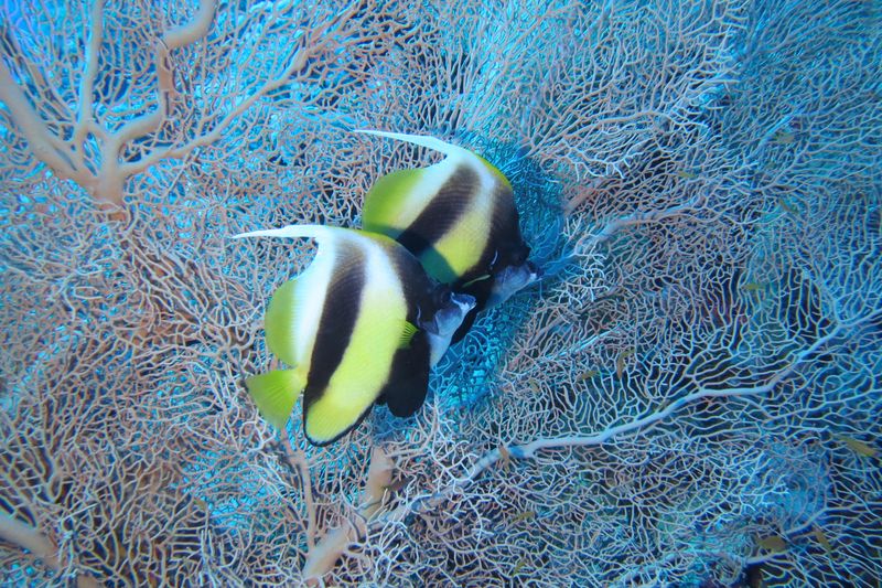 Croisière Saint-John, Jour 6 : Shaab Sharm – AbriCoCotier.fr