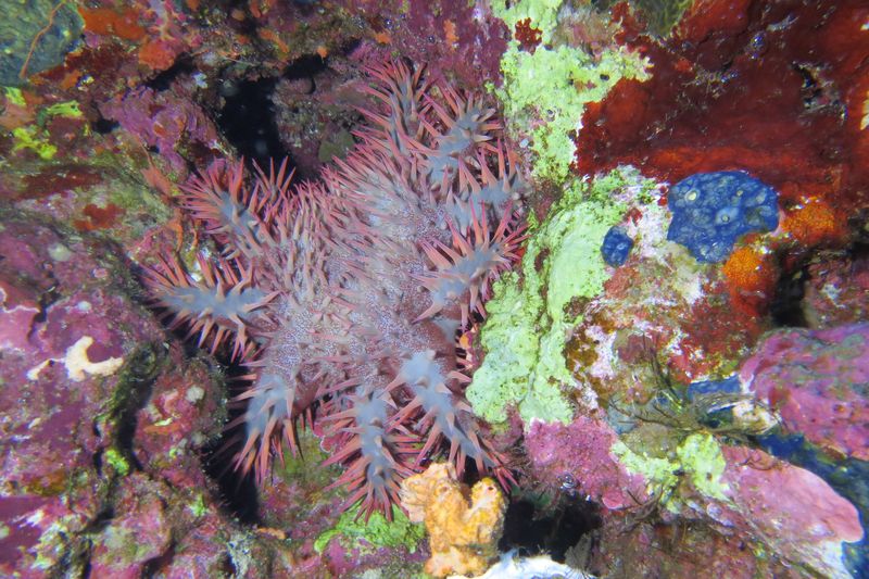 Croisière Saint-John, Jour 6 : Shaab Sharm – AbriCoCotier.fr