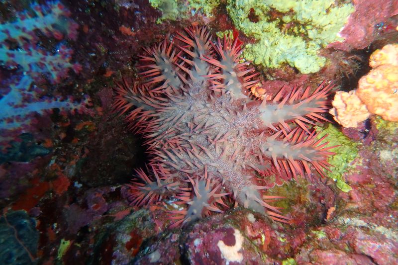 Croisière Saint-John, Jour 6 : Shaab Sharm – AbriCoCotier.fr