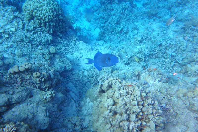 Croisière Saint-John, Jour 6 : Shaab Sharm – AbriCoCotier.fr