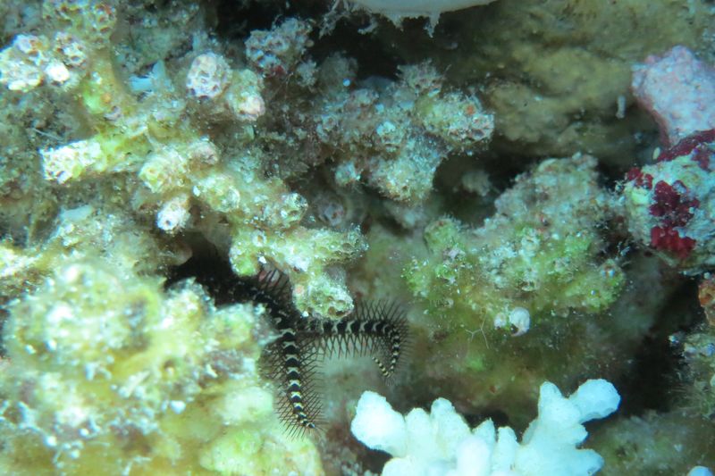 Croisière Saint-John, Jour 6 : Shaab Sharm – AbriCoCotier.fr