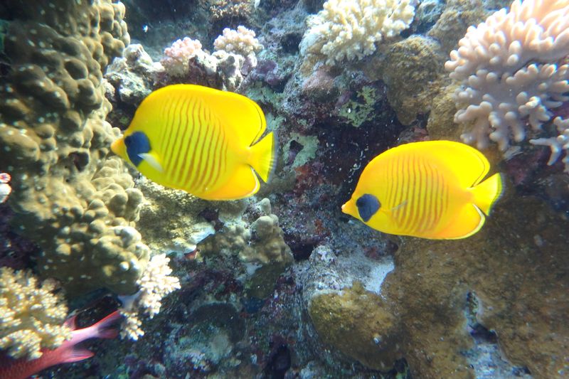 Croisière Saint-John, Jour 6 : Shaab Sharm – AbriCoCotier.fr