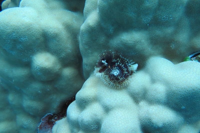 Croisière Saint-John, Jour 6 : Shaab Sharm – AbriCoCotier.fr