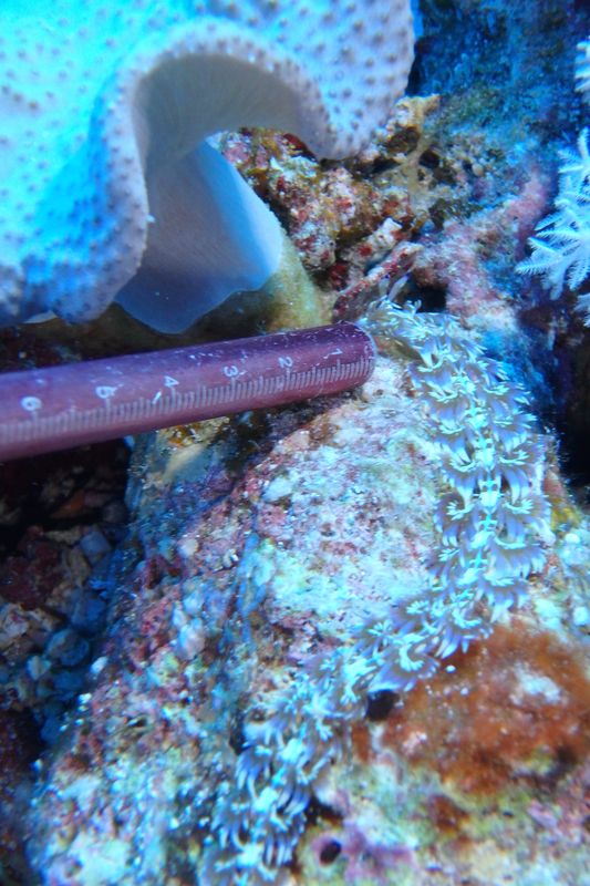 Croisière Saint-John, Jour 6 : Shaab Sharm – AbriCoCotier.fr