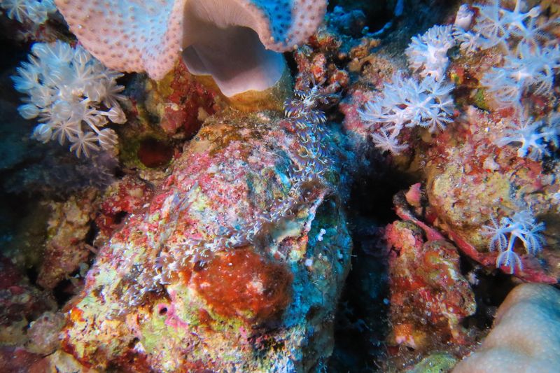 Croisière Saint-John, Jour 6 : Shaab Sharm – AbriCoCotier.fr