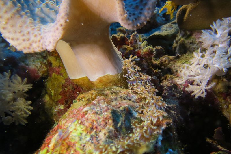 Croisière Saint-John, Jour 6 : Shaab Sharm – AbriCoCotier.fr