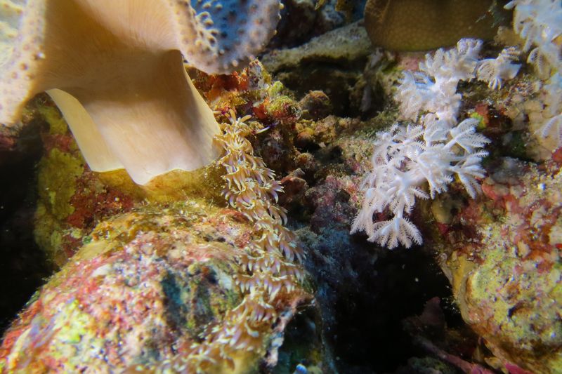 Croisière Saint-John, Jour 6 : Shaab Sharm – AbriCoCotier.fr