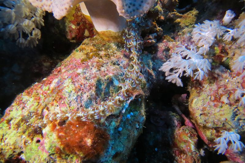 Croisière Saint-John, Jour 6 : Shaab Sharm – AbriCoCotier.fr