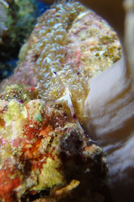 Croisière Saint-John, Jour 6 : Shaab Sharm – AbriCoCotier.fr