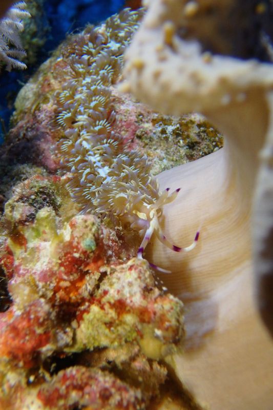 Croisière Saint-John, Jour 6 : Shaab Sharm – AbriCoCotier.fr