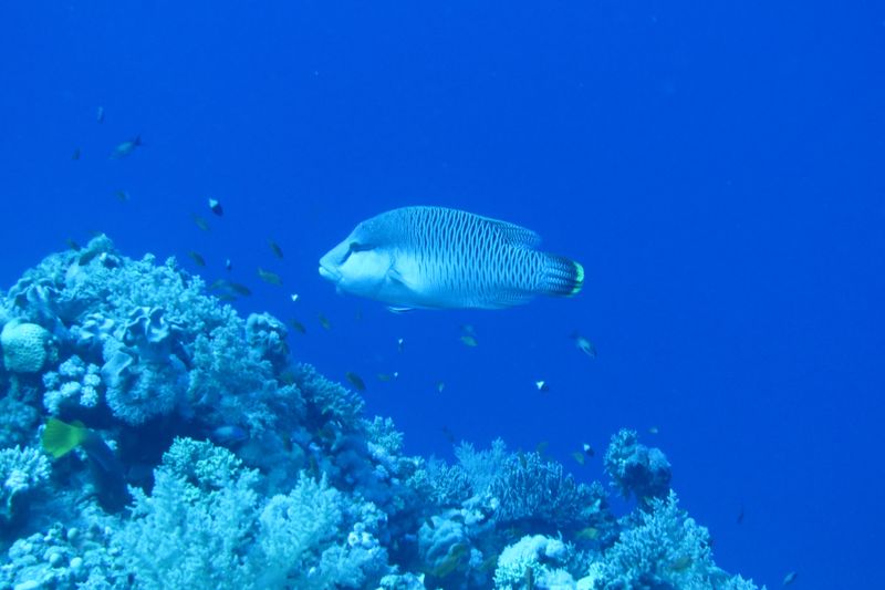 Croisière Saint-John, Jour 6 : Shaab Sharm – AbriCoCotier.fr