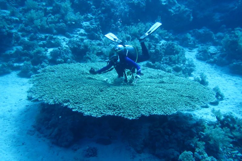 Croisière Saint-John, Jour 6 : Shaab Sharm – AbriCoCotier.fr