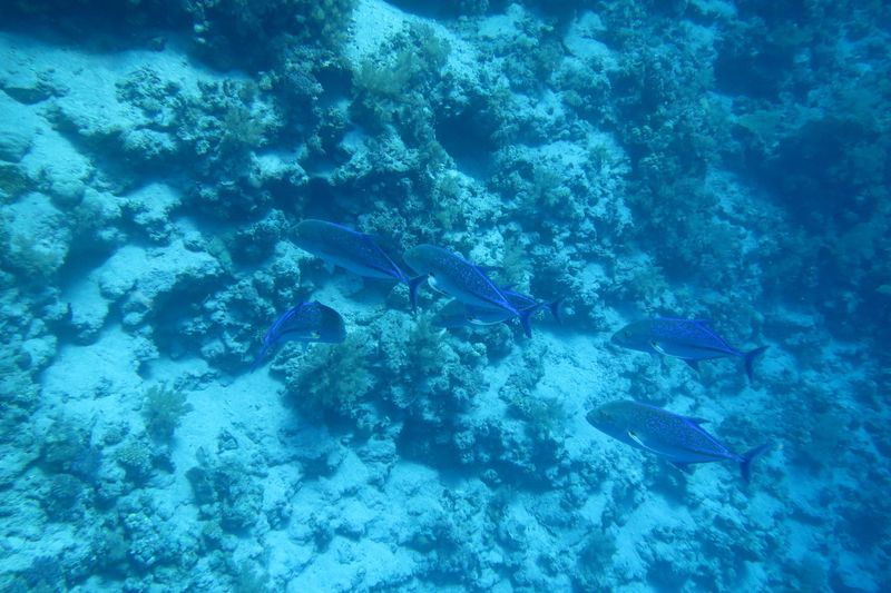 Croisière Saint-John, Jour 6 : Shaab Sharm – AbriCoCotier.fr